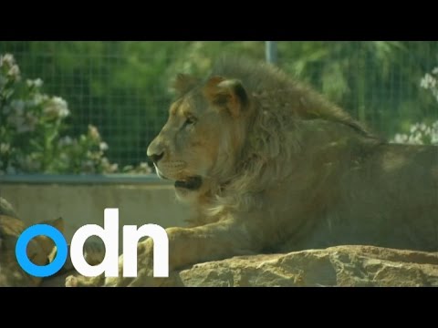 Greeceβs zoo animals affected by controls