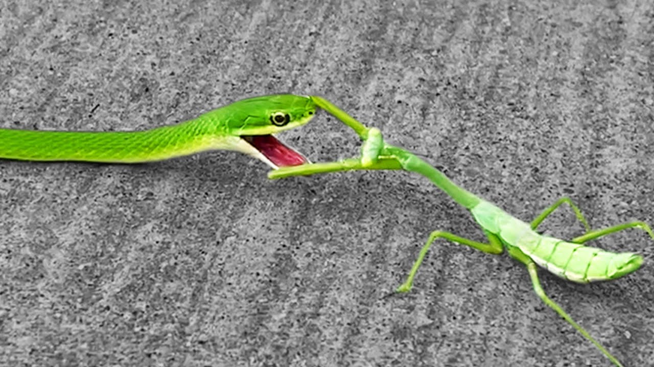 Praying Mantis Fights Off Snake