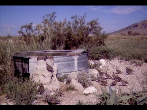 Harvesting Rainwater for Wildlife