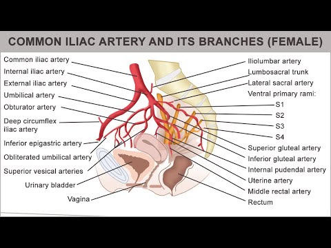 Branches of the external iliac artery; Deep circumflex iliac artery and inferior epigastric artery