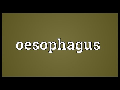 Oesophagus Meaning