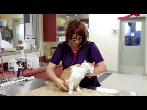 Toronto Veterinary Emergency Hospital | 24 Hour Pet Medical Center