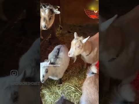 Did our animals survive in -12 degree weather?