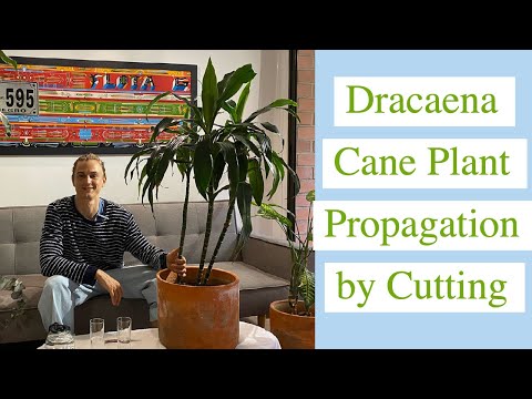 How to Propagate Dracaena Cane Plant by Cuttings