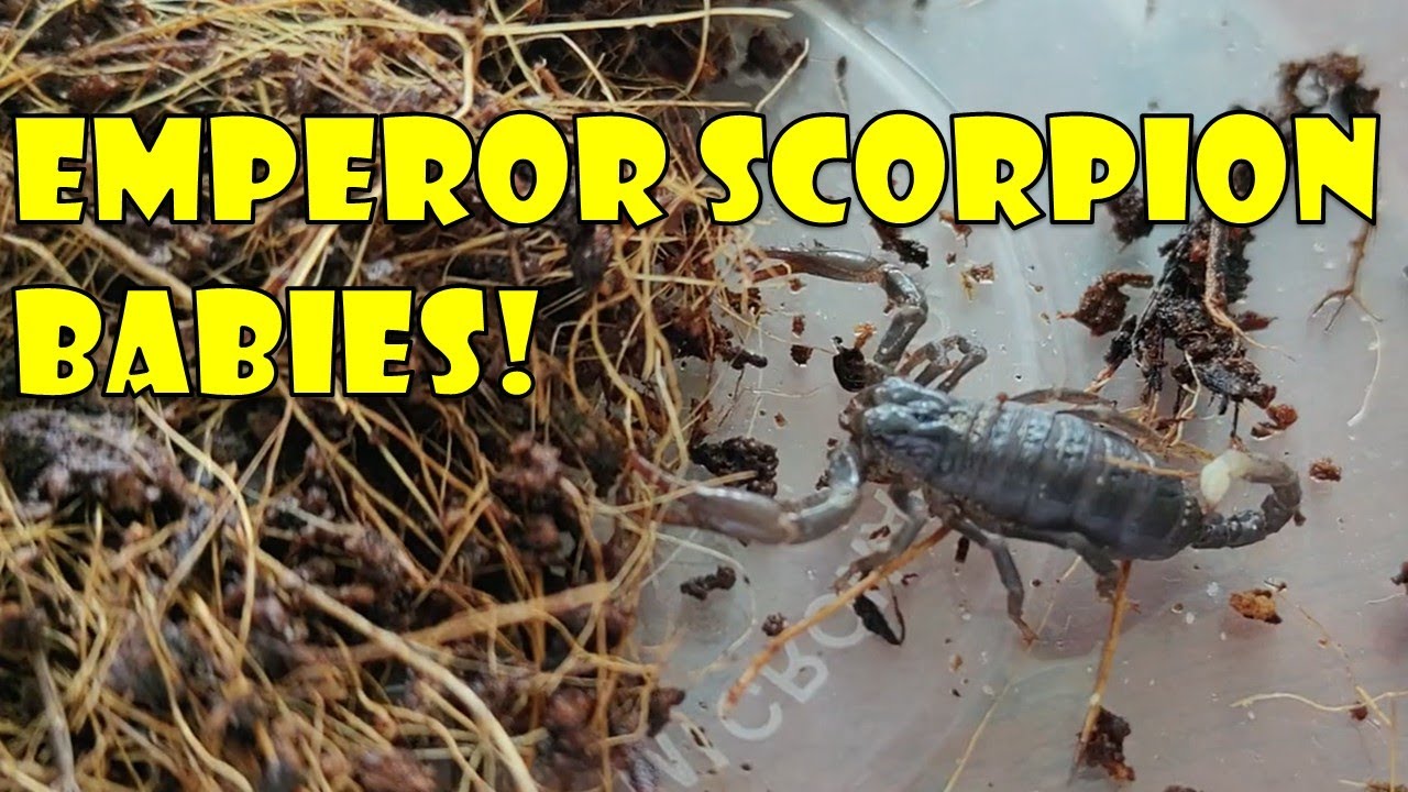 Emperor Scorpion Babies