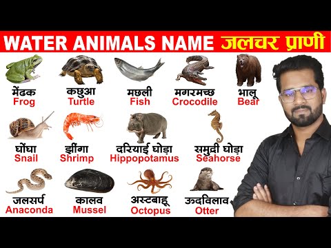 Water animals name hindi and english | Sea animals name for kids | Sea animals cartoon video song