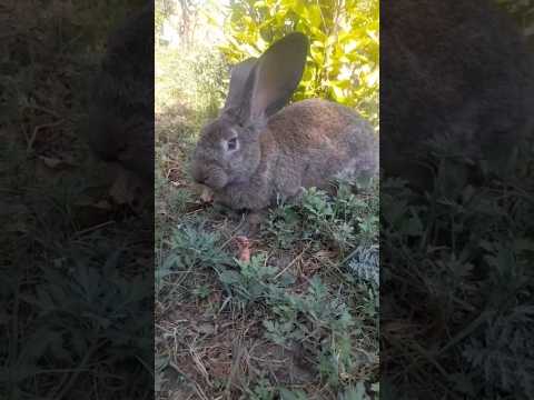 Giant Wild Bunny Roaming Outside Home | Rabbit Farming | Rabbit Meat #rabbit