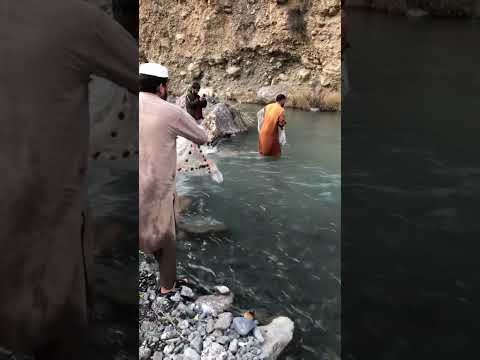 Trout Fish Hunting in stream River #riverfishhunting #food #pakistan #everyone #fishingwithnet