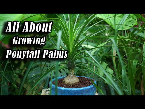 Growing Ponytail Palms || Brown Leaf Tips || Troubleshooting