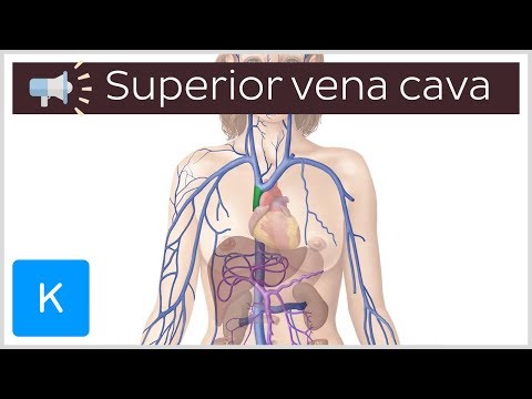 Superior vena cava | Anatomical Terms Pronunciation by Kenhub