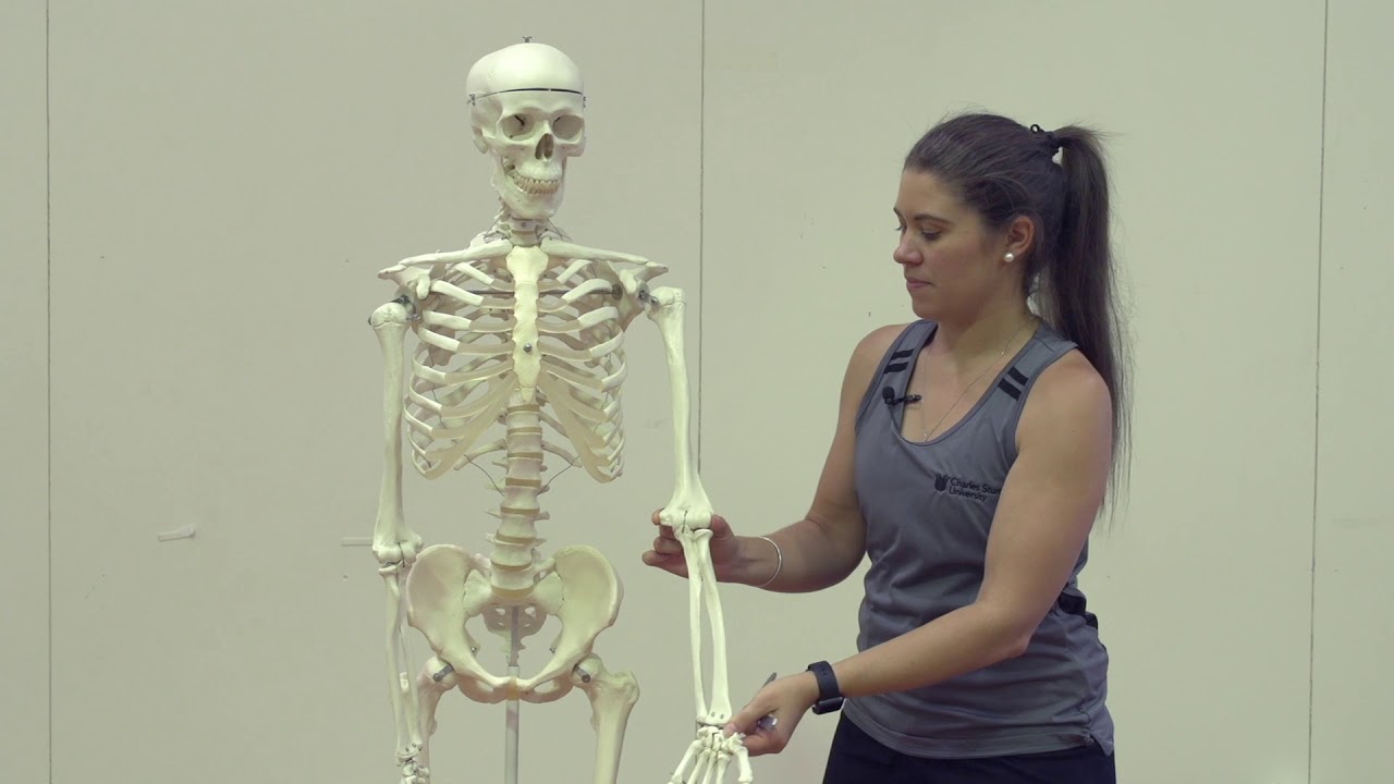 Breadths   Bi epicondylar humerus