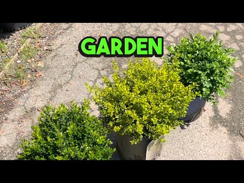 The 3 Boxwood varieties I recommend