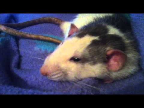Rat Boggling Eyes