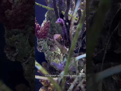 Why Visit Us? Watch to find out! Pt. 2