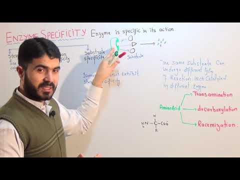Enzyme Specificity, Stereo-specificity and Reaction specificity in ENGLISH by Dr.A.Hadi