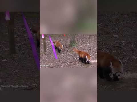 The Surprising Communication Skills Of Red Pandas: Vocalizations | FACTS