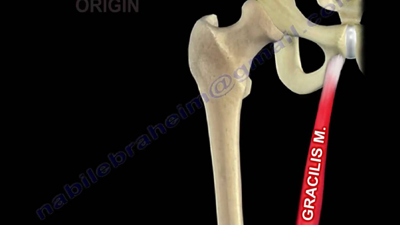 Gracilis Muscle Anatomy  - Everything You Need To Know - Dr. Nabil Ebraheim