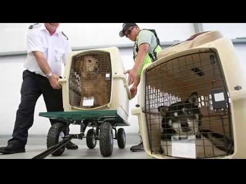 Pets on a plane? While risky, here's what you can do to prepare