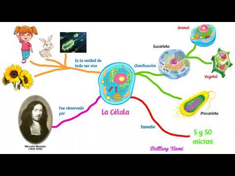 Mapas mentales: el elefante, vida saludable y la célula