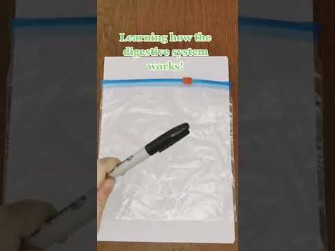 Digestive System Activity for Children | Quick Science Activities for Children | Twinkl #Shorts