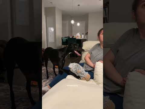 Funny Greyhound Wants To Play
