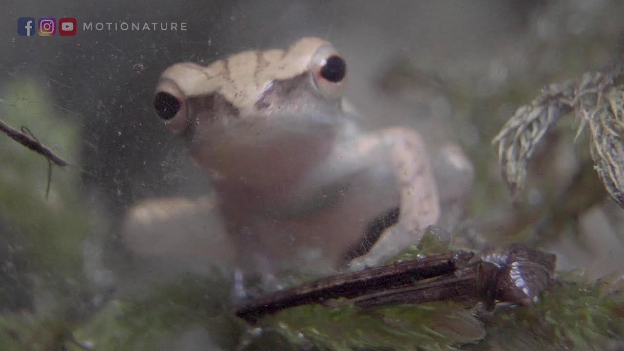 Common Tree Frog jumping caught in slow motion