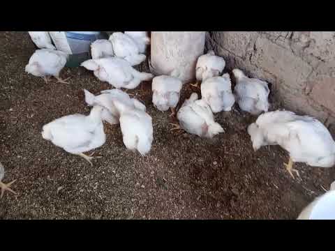 Week 4 of Raising Broilers, Average weight is 1.4kg, Similar to Last Cycle