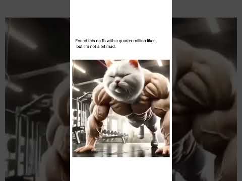 AI vids on facebook is insane #cats #cattomemes #catmeme #cute #aicat #memecore #sadanimalfacts