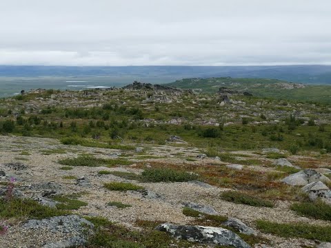 Plant Life in the Arctic Circle of Alaska | Good News Tree Service, Inc.