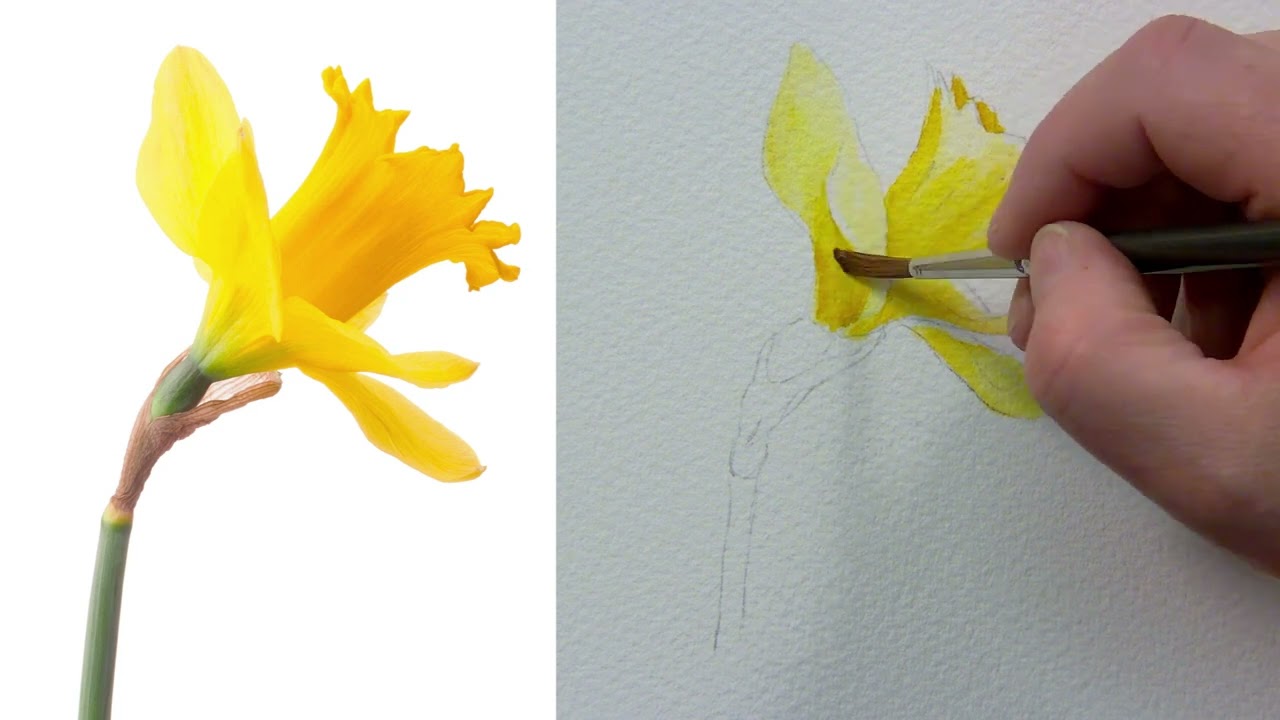 Watercolour Tutorial | Coronation Botanicals, Daffodil
