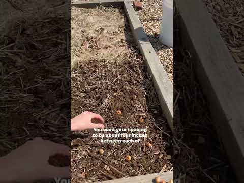Planting Onion Sets #gardeningtips