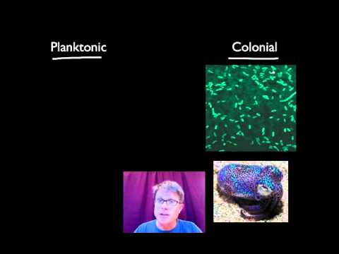 Evolutionary Significance of Cell Communication