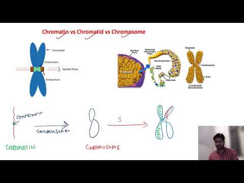Chromosomes Chromatin and Chromatids | Biology Basics | IMAT Biology