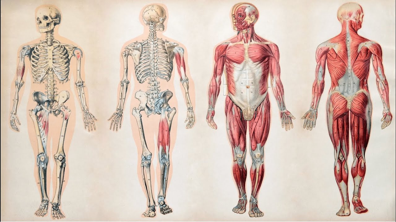Latin Vocabulary: Corpus-oris (The Body)