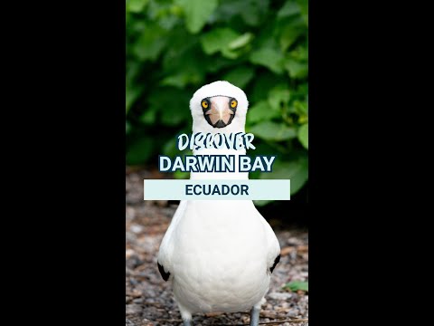 Darwin Bay, Genovesa Island, Ecuador