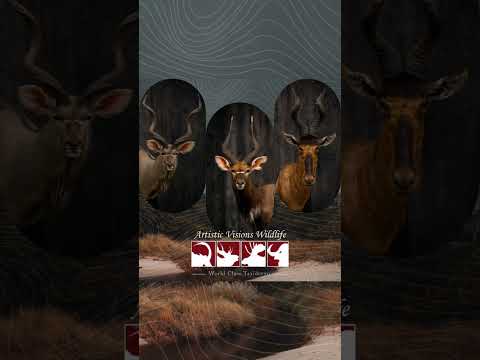 Kudu, Nyala, Hartebeest #shorts