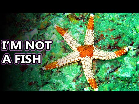 Sea Star facts: aka Starfish Facts | Animal Fact Files