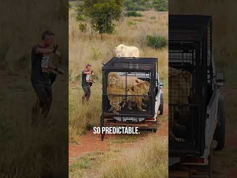 6 Lions Cause CHAOS! #lion #animal #wildlife