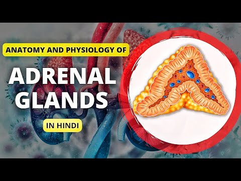 Adrenal glands explained - Adrenal glands and hormones - structure and function of adrenal gland