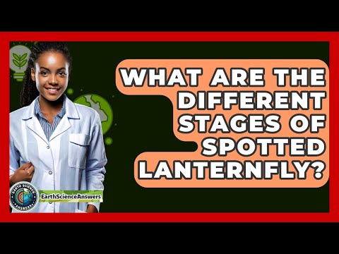 What Are The Different Stages Of Spotted Lanternfly? - Earth Science Answers
