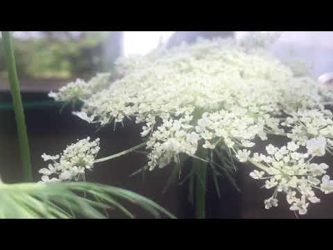 Excellent survival food - wild carrot - Queen Ann's lace