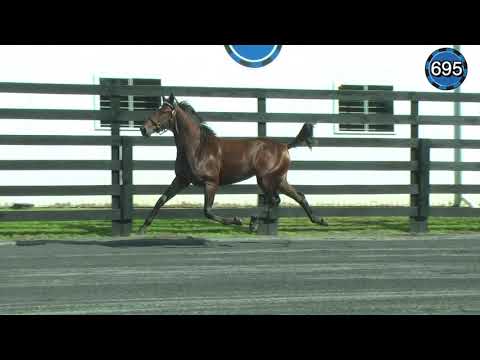HIP #695 URCHIN BLUE CHIP - PADDOCK