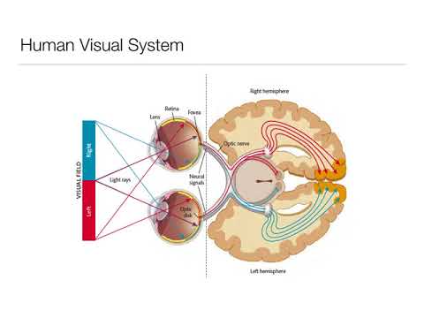 Intro Psych: 5.2 Sensation and Perception  - Vision