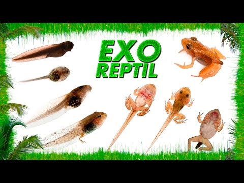 METAMORFOSIS DE LOS ANFIBIOS | El sexto blog . E. Lucena