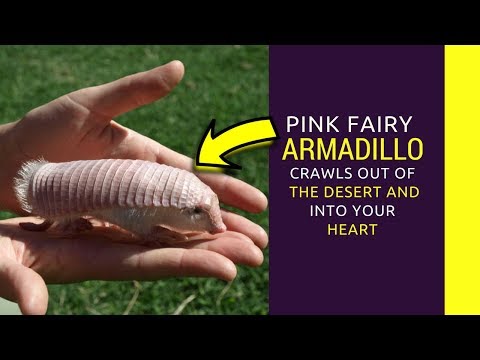 Pink fairy armadillo intrusting facts for kids Baby fairy Armadillo cute pet eat