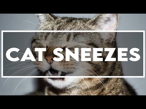 CAT SNEEZES SOUND EFFECTS - SFX LIBRARY - NO COPYRIGHT MUSIC