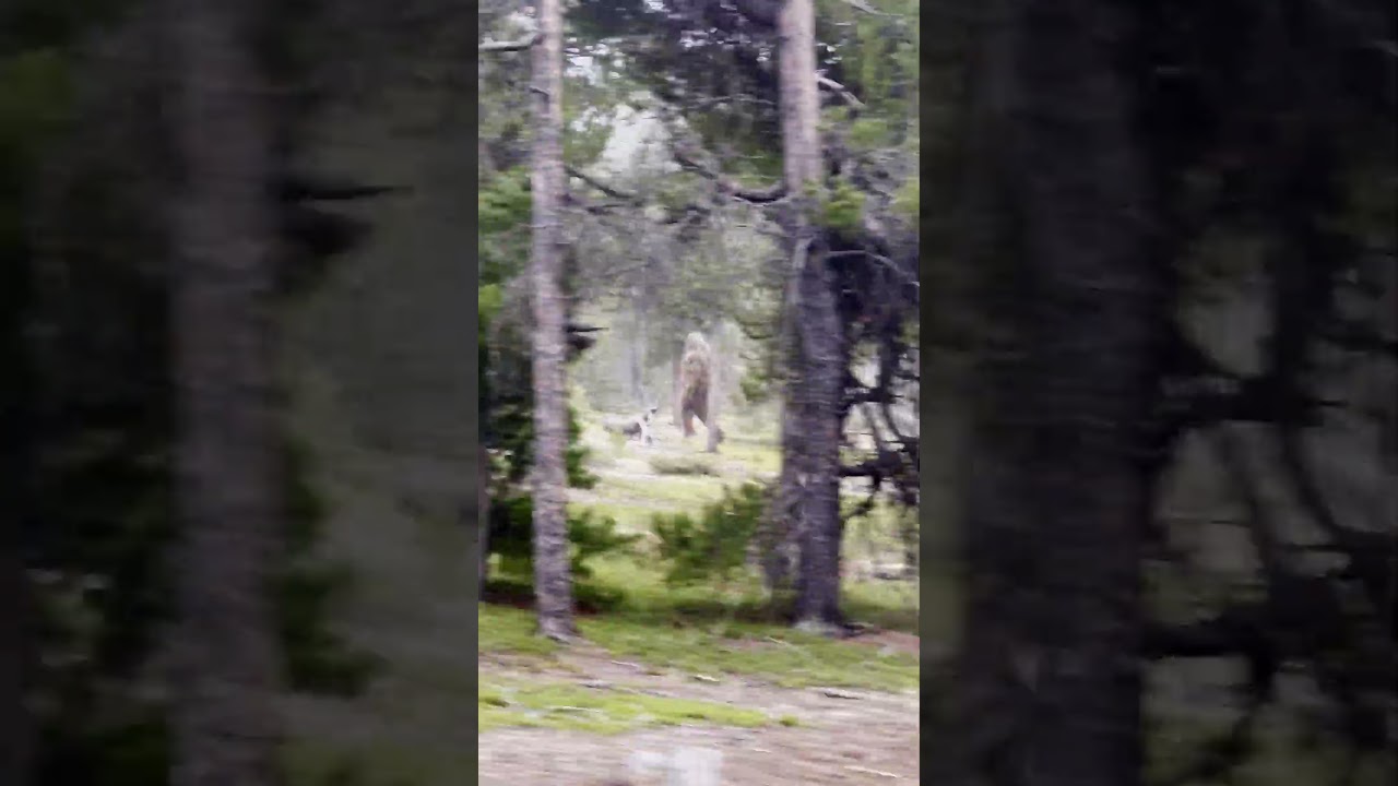 BIGFOOT SIGHTING! - Park Ranger captures chilling video…