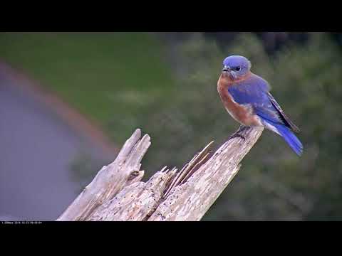 Bluebirds, starlings in Georgia, USA | Dear Kitty. Some blog
