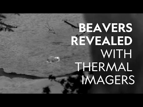 Watching beavers with a thermal imaging camera