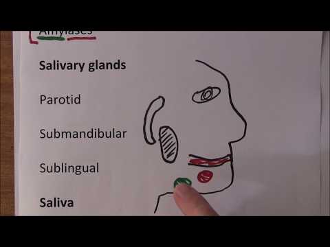 Digestive System 9, Digestive enzymes full detailed lecture